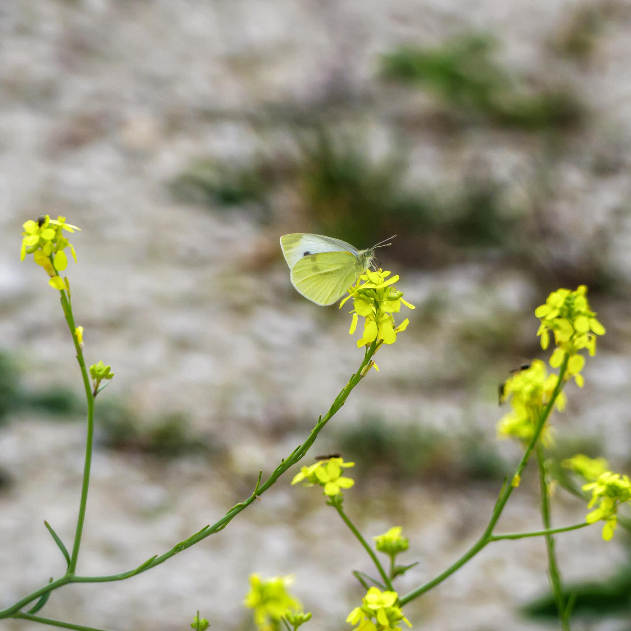 Friends of Selsdon Wood