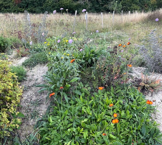 Friends of Selsdon Wood